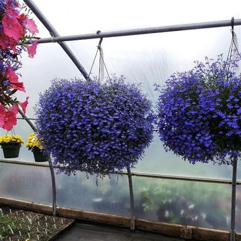 Ампельные растения для сада в кашпо 68 фото красивые картинки и Hd фото