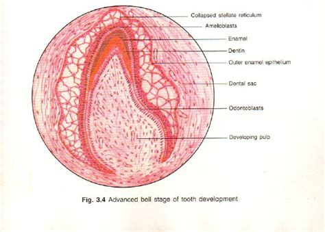 Developmental Stages Of Tooth