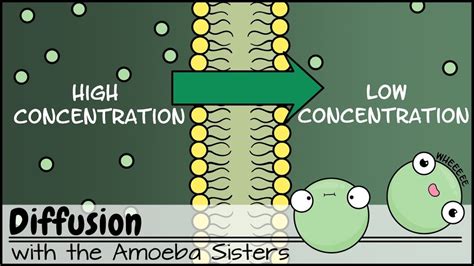 Diagram Of 5 Mech 221 Diffusion Atom Movement In Material Quizlet