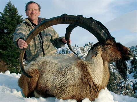 Bezoar Ibex Alchetron The Free Social Encyclopedia