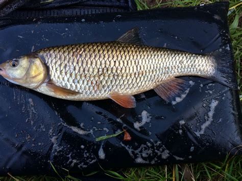 Dannys Angling Blog Chub Session To Remember And My Simple Feeder Set Up