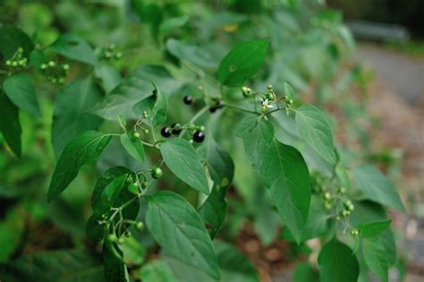 屋久島デジタル植物図鑑 テリミノイヌホオズキ 屋久島の植物12月