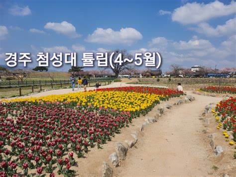 경주 첨성대 4월 꽃구경 튤립 개화상황 경주 봄꽃 나들이 네이버 블로그