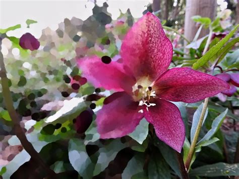 Exploring The GIMP Oilify Filter