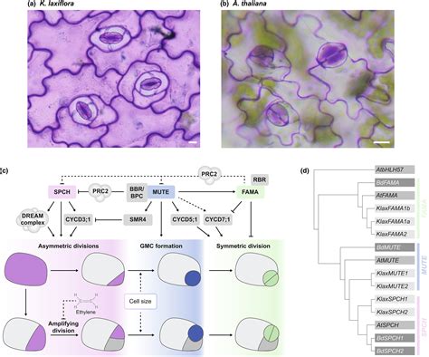 From Grasses To Succulents Development And Function Of Distinct Stomatal Subsidiary Cells