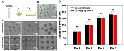 Microfluidic Fabrication Of Core Shell Microcapsules Carrying Human