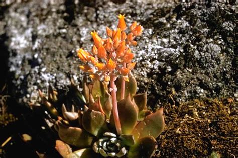 Live Forever Plant Chalk Liveforever Dudleya Pulverulenta
