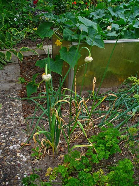 Allium Sativum Camphor Of The Poor Clove Of Garlic Cultivated Garlic