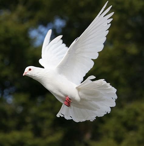 Caring for your doves - How to guides