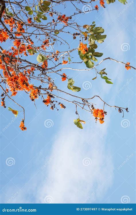 Beautiful Nature Of Butea Monosperma On Tree In Thai Natural Park Stock