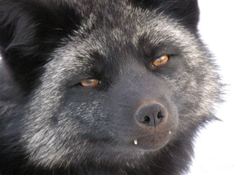 Лиса лис лисы лиска лиса чёрно белая лисица живность