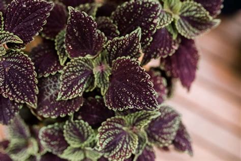 How To Grow And Care For Coleus Indoors