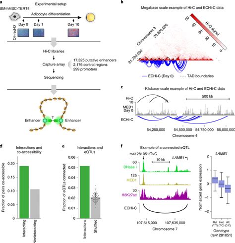Enhancer Capture Hi C Identifies Functional Chromatin Interactions In Download Scientific