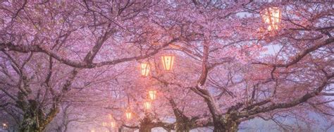 17 Facts To Know About Sakura Flowers Japan Clothing
