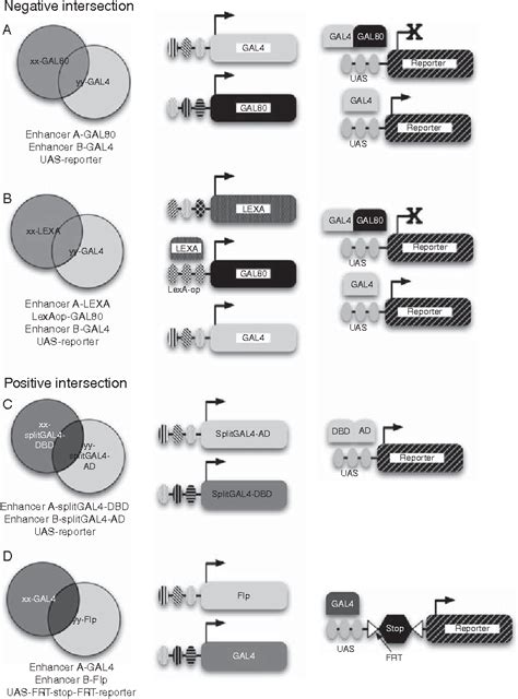 Figure 3 2 From Mapping And Manipulating Neural Circuits In The Fly Brain Semantic Scholar