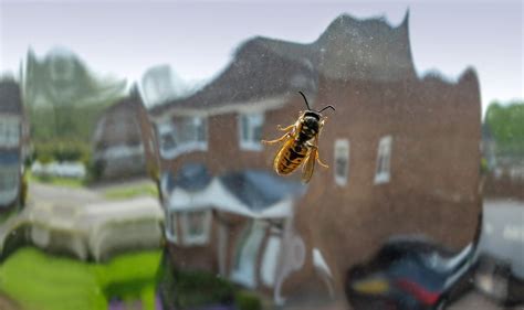 ‘simple Steps To ‘deter Wasps From Nesting In Your Home This Autumn Uk