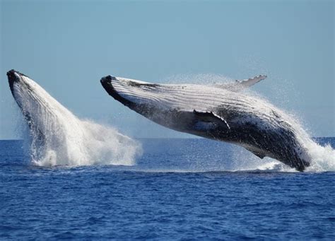 Ballena Azul