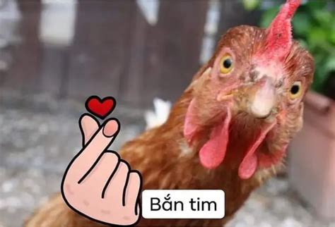 Bộ 167 Meme Bắn Tim Siêu đáng Yêu Dành Cho Tín đồ Thả Tym