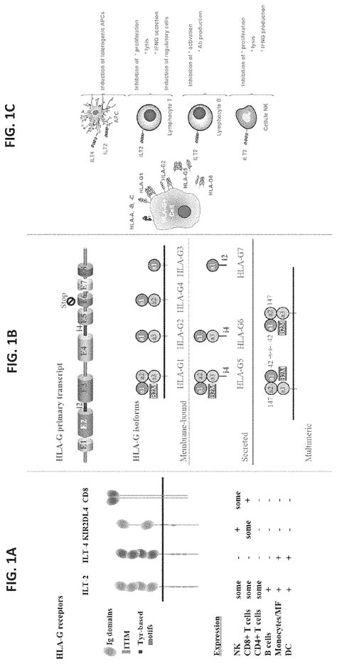 Chimeric Antigen Receptors Against Multiple Hla G Isoforms Eureka