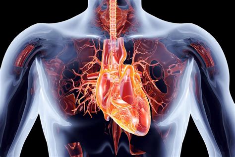The Protein That Can Make Your Heart Think You Exercise
