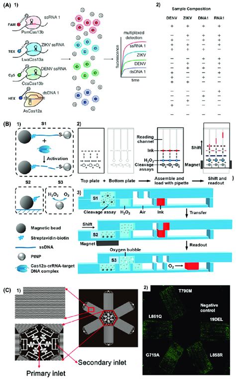 A Multiplexed Detection Of Four Different Sequences Using Orthogonal Download Scientific