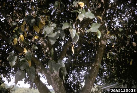 Comstock Mealybug Pseudococcus Comstocki