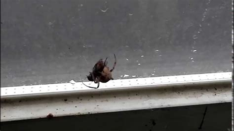 거미줄에 걸린 파리를 거미줄로 싸매는 거미 Youtube