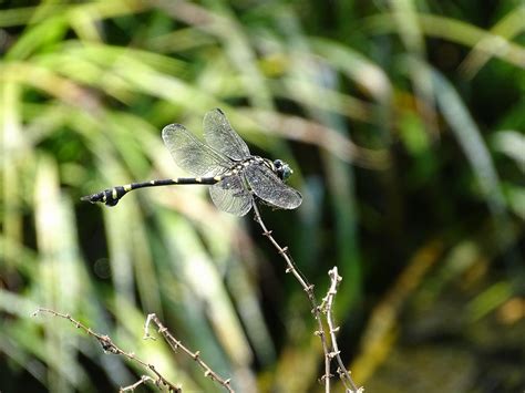 タイワンウチワヤンマ台湾団扇蜻蜒 公式 水前寺江津湖公園熊本市の公園 公式 水前寺江津湖公園熊本市の公園