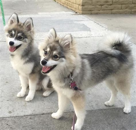 Husky Pomeranian Mix