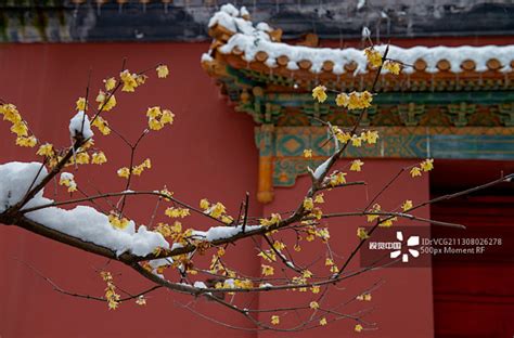宫墙傲雪腊梅正版图片素材