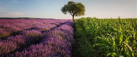 Денят на българската просвета и култура 2026 и 2027 Publicholidays Bg