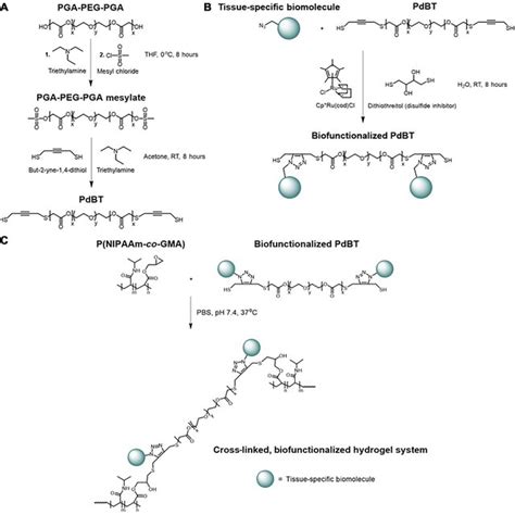 Creation Of Cross Linked Biofunctionalized Hydrogels A Synthesis Of Download Scientific