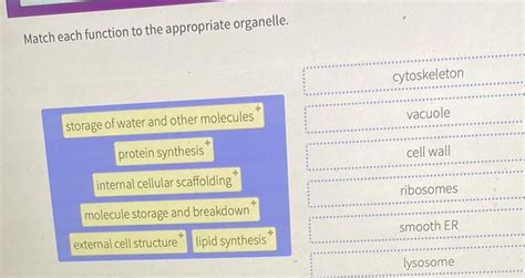 Answered Match Each Function To The Appropriate Organelle Storage Of Kunduz