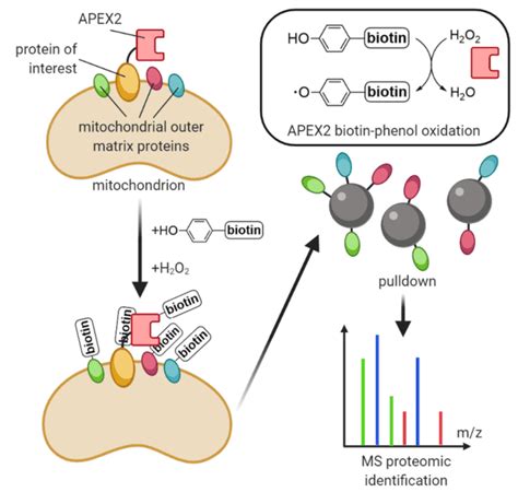 Proximity Labeling Wikiwand