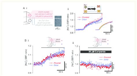 Na Ions Are Rapidly Diffusible Messengers A Measuring Cytoplasmic Download Scientific