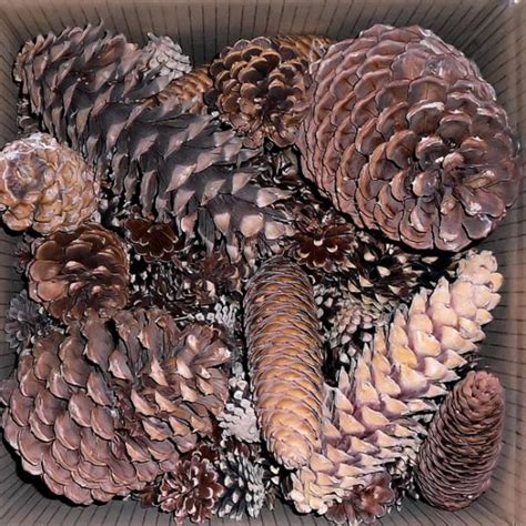 Assorted Box Of Pine Cones Pine Cone Assorted Box