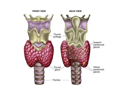 Thyroid Gland Overall Science