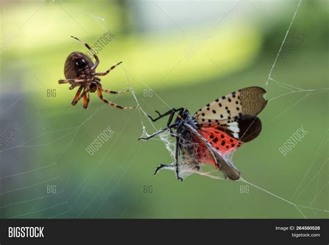 Spotted Lantern Fly Image And Photo Free Trial Bigstock