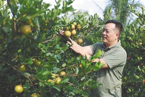 澄迈万亩油茶香 硕果结满园