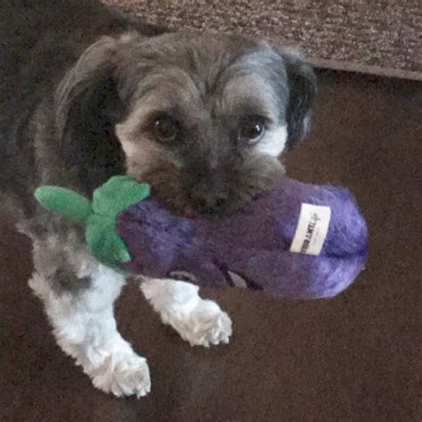 Elizabeth Hutter Youtube