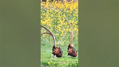 សត្វកម្រ Youtube