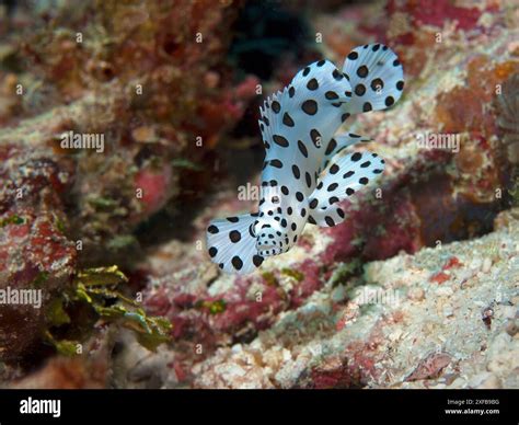 Juvenile Fish Are Always On The Move Underwater Photo Of A Young