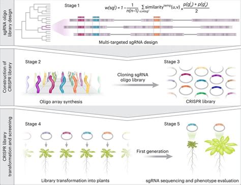 Large Scale Genetic Modification Method Reveals The Role And Properties Of Duplicated Genes In