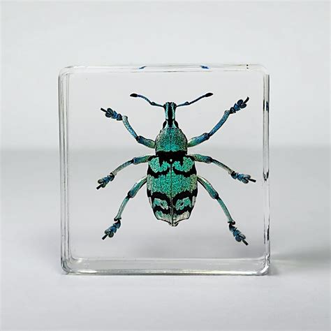 Insects In Resin Butterflies And Beetles Also Available Wholesale
