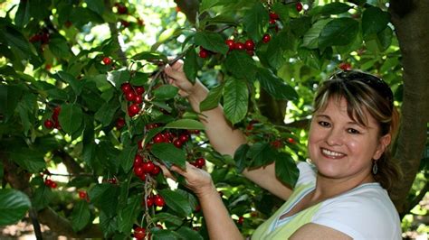 Чим та коли підживити вишню навесні — дерева будуть усипані великими ягодами Читайте на Ukr Net