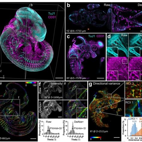 Computational Aberration Compensation On Fluorescence Microscopy