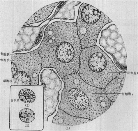 图1～3 细胞基本结构 功能组织学与胚胎学