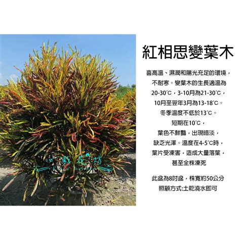 心栽花坊 紅相思變葉木 8吋 圓球造型 50寬 波波草 造型樹 綠化植物 售價1200特價1000 蝦皮購物