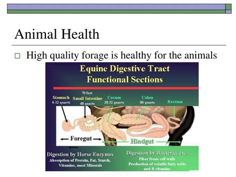 Ppt Forage Preservation And Haymaking Powerpoint Presentation Free