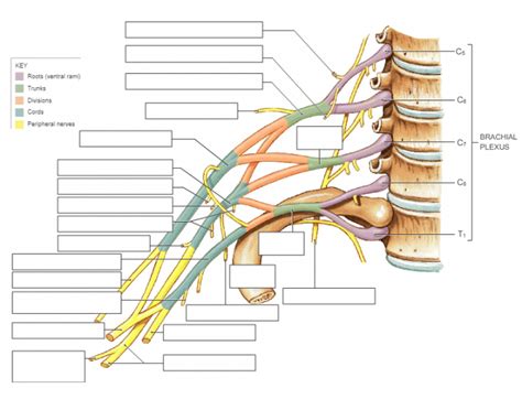 Brachial Plexus Diagram Quiz